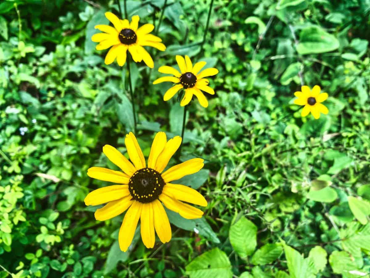 Yellow Mountain (100 Favorite Trails Hike #9) - Nancy East